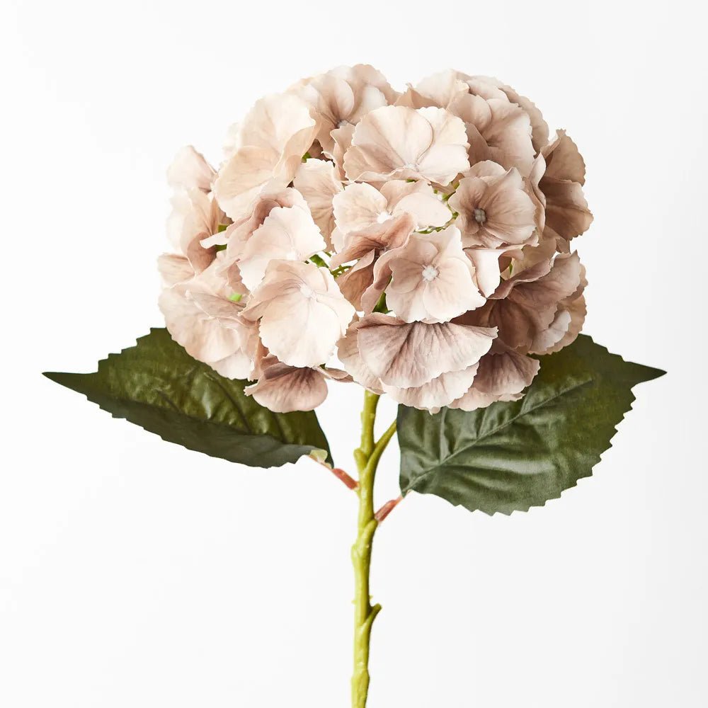 Coffee Hydrangea – My Christmas
